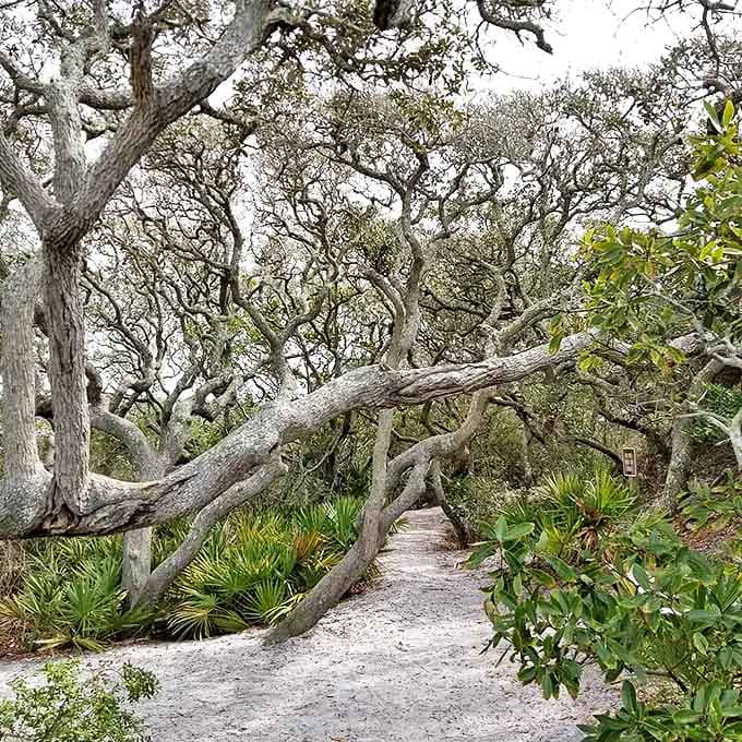 Ancient live oaks create a natural canopy along this trail, their twisted branches telling stories of centuries past.