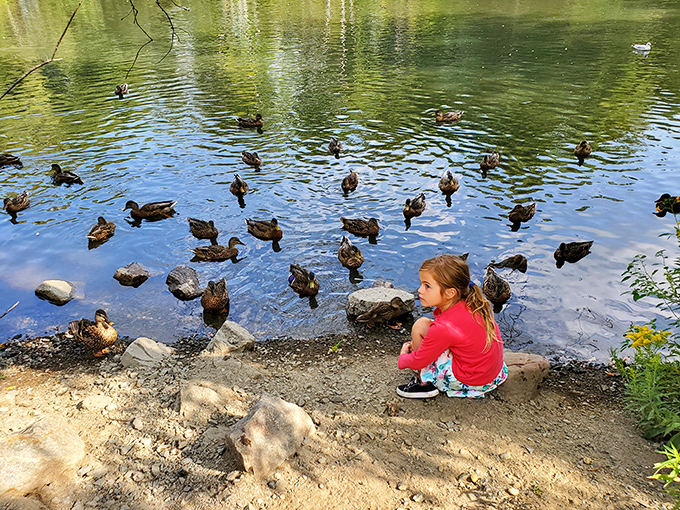 A quiet moment between child and nature unfolds at Bellevue Park's duck pond – no screens, no rush, just simple fascination.