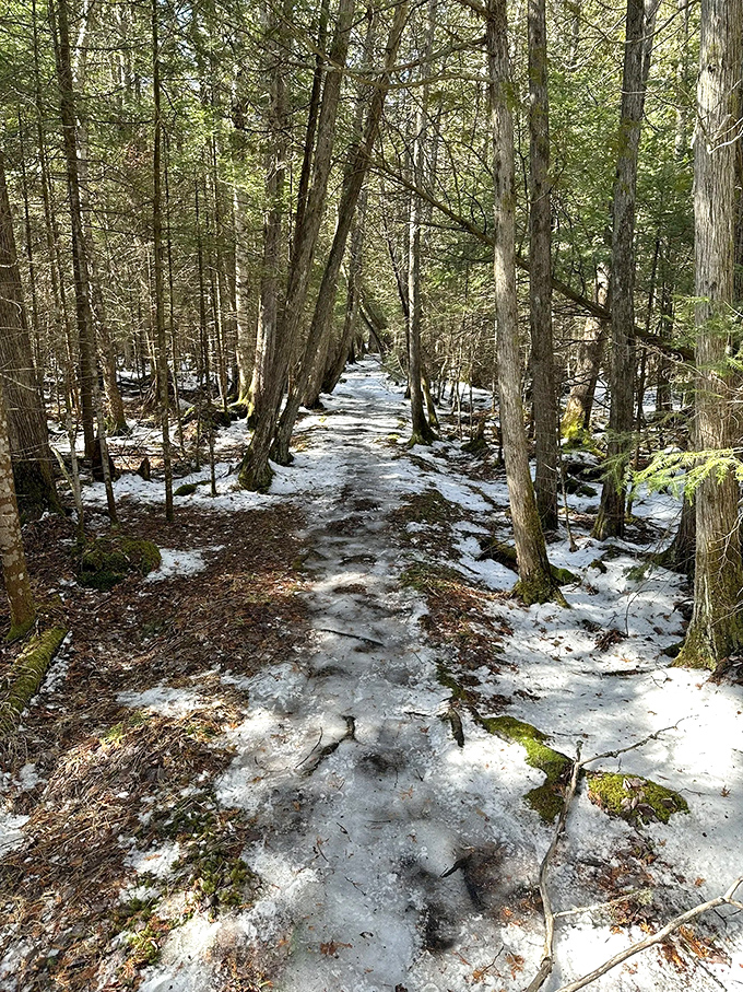 Winter transforms the forest trail into a hushed wonderland where each footstep writes a temporary story in pristine snow.