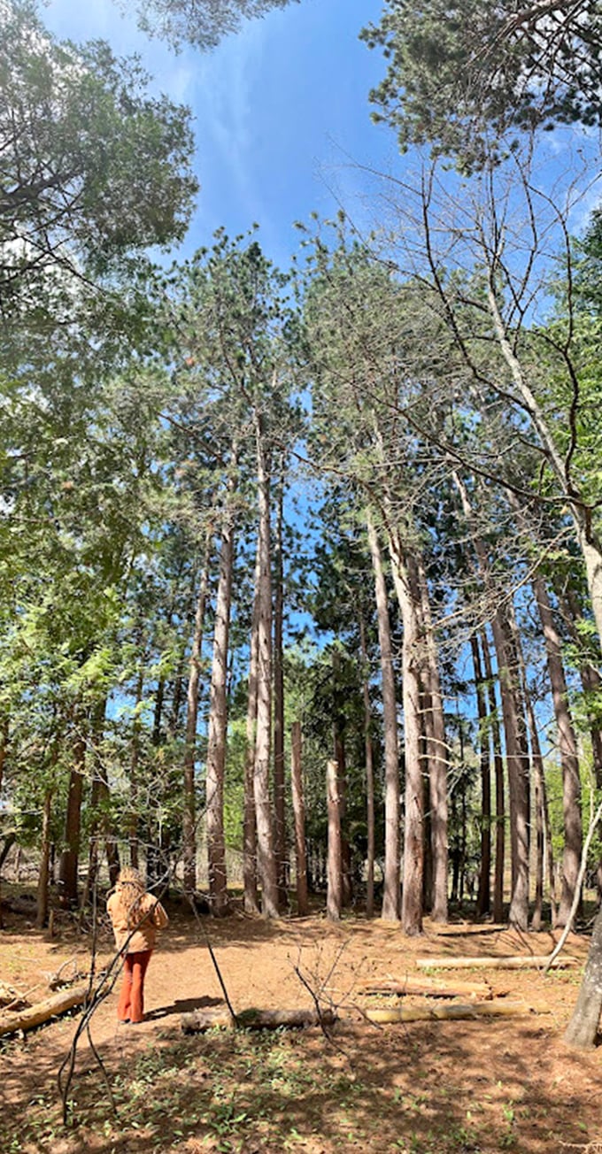 Standing among these towering pines makes you feel delightfully insignificant. Like being in nature's skyscraper district without the taxi horns.