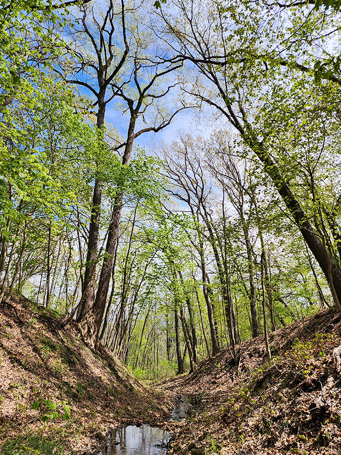 Trees lean and twist like nature's own abstract sculpture garden, proving that sometimes the best art happens when nobody's trying too hard.
