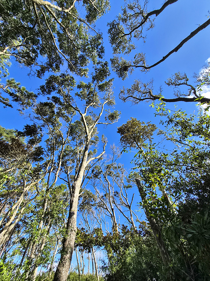 Looking skyward through maritime forest canopy creates a natural kaleidoscope of branches against brilliant blue &ndash; Florida's version of stained glass.