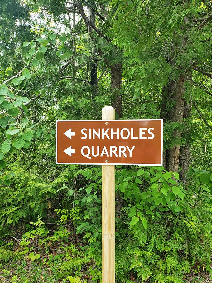 Trail Mark: Cardinal flower stands like a tiny red exclamation point against the green backdrop, nature's way of saying "Look at me!"