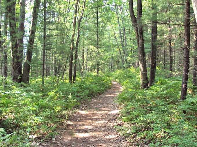 Nature's cathedral: Towering trees create natural corridors throughout the park, offering shade and habitat for countless woodland creatures.