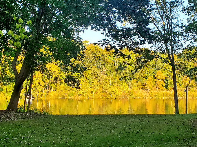 Nature's canvas: Sunlight filters through the dense Michigan forest, creating a dappled paradise for hikers and wildlife watchers alike.