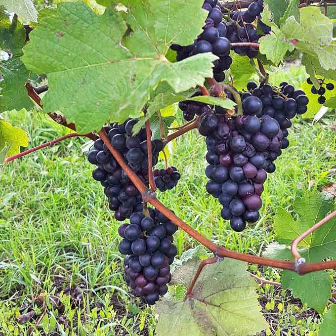 These aren't just grapes &ndash; they're future award-winning wines still enjoying their childhood on the vine.