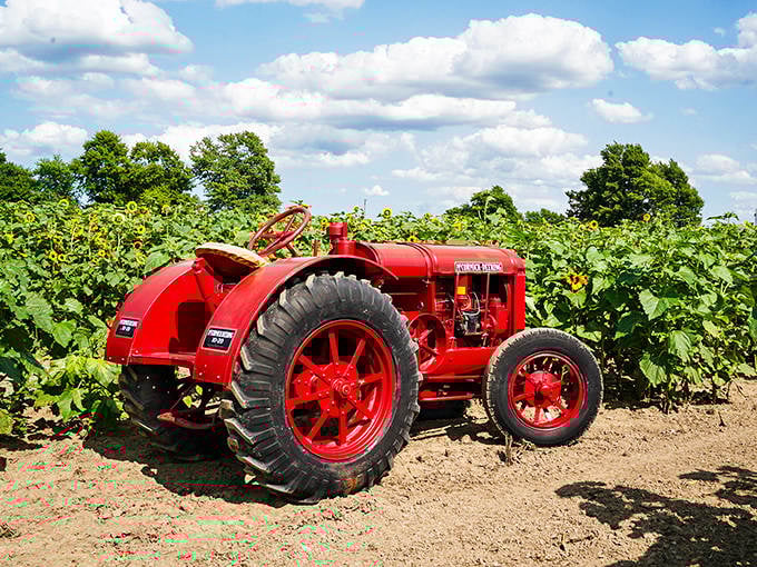 This cherry-red vintage tractor stands ready for its close-up, adding a pop of nostalgic farm charm among the sunflower rows.