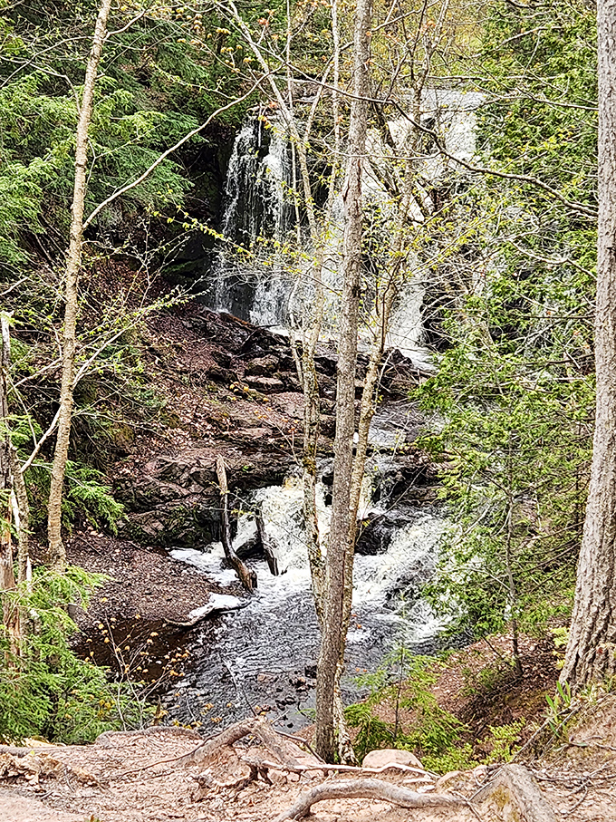 A gentle woodland stream meanders through the forest floor, the calm before the dramatic plunge that awaits downstream.