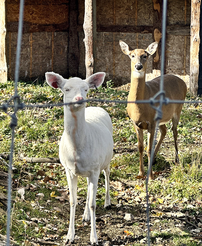 An unusual friendship blooms between species as an albino deer and its normally-colored companion demonstrate the sanctuary's peaceful coexistence.