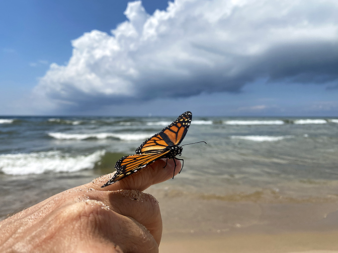 A monarch butterfly pauses its incredible migration journey, resting delicately on a finger before continuing southward.