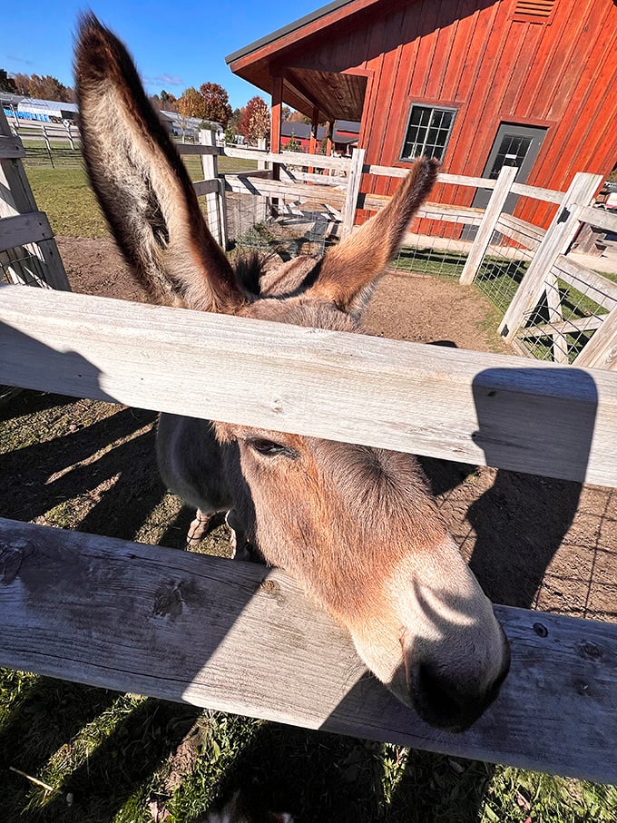 This donkey has seen things. Judging by those ears, he's heard quite a bit too.