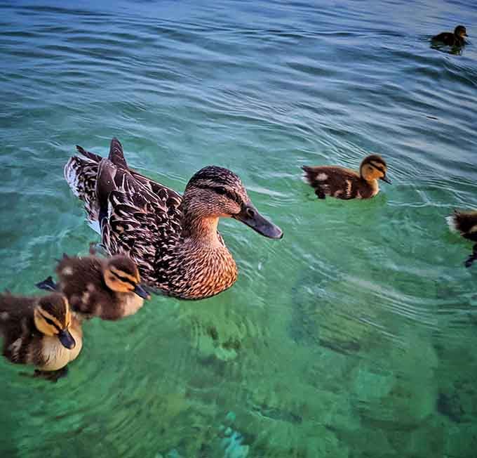 A proud mama duck leads her brood through Torch Lake's crystal waters, nature's swimming lessons happening right before your eyes.