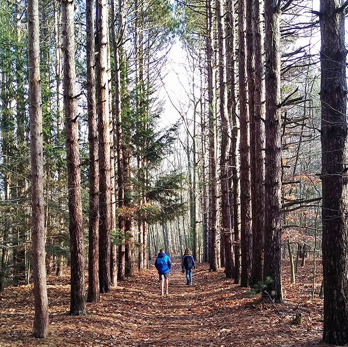 The cathedral of pines: Walking this needle-carpeted path feels like entering nature's own sacred space.