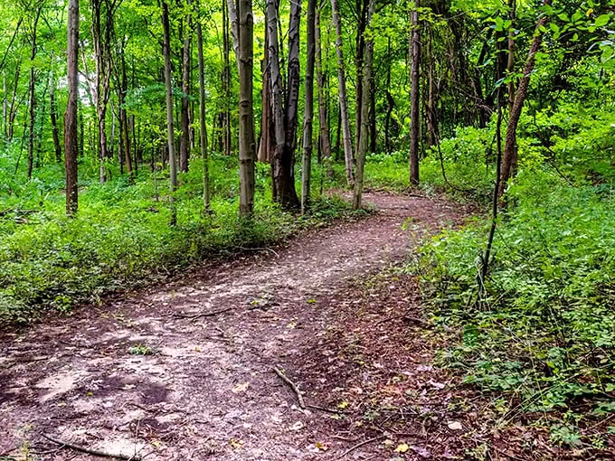 The forest path winds invitingly through trees, promising solitude and discovery with every curve – nature's own meditation space.