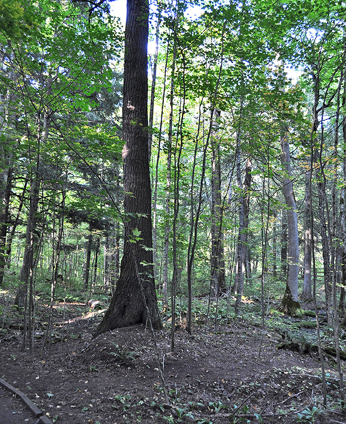 Dappled sunlight filters through the canopy in this pristine section of Ottawa National Forest near the Black River.