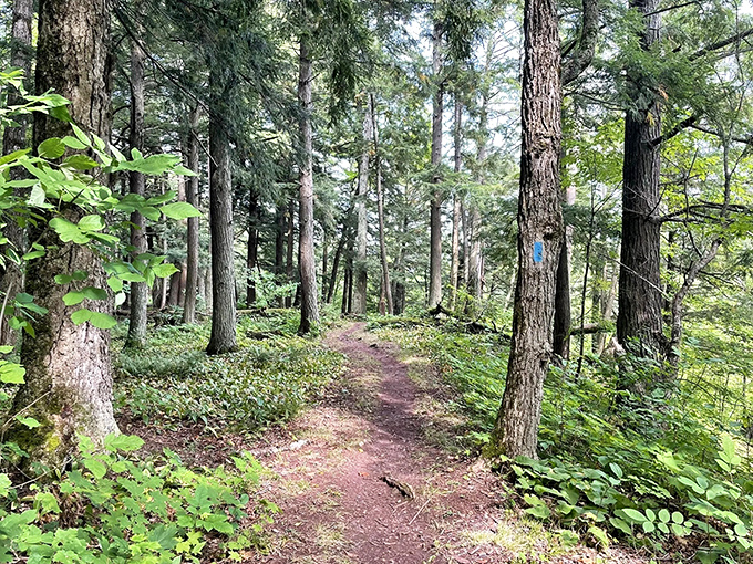 Sunlight filters through the canopy, creating dappled patterns on a trail that beckons hikers deeper into the peaceful embrace of old-growth forest.