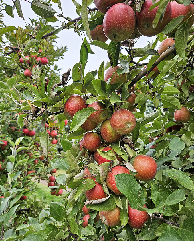 Fresh apples hanging on the tree, waiting to become cider, donuts, or wine, which is basically the agricultural version of a choose-your-own-adventure story.