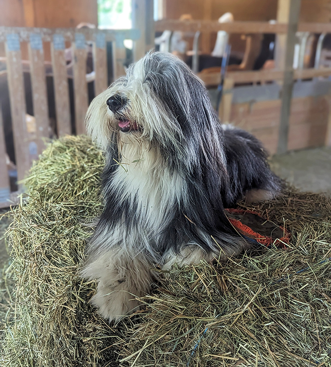 Not all heroes wear capes – some wear fur! This dedicated guardian dog takes a break from protecting the herd to pose majestically on hay.