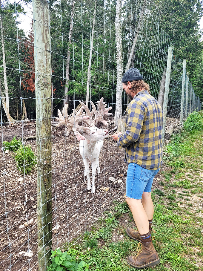 A moment of connection between species &ndash; the deer's impressive antlers contrast with the gentle way it takes offered food.