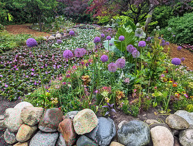 Purple alliums rise like botanical fireworks above a sea of companion plants &ndash; nature's way of saying "look up and enjoy the show!"