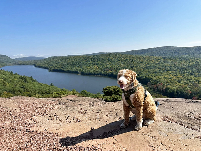 Four-legged hikers appreciate the views too &ndash; this furry explorer seems to be contemplating the meaning of life or possibly squirrels.