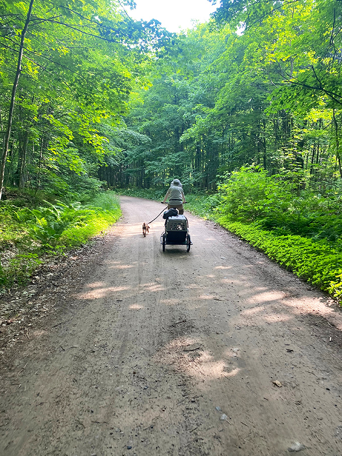 The best adventures include four-legged friends &ndash; this forest path welcomes explorers of all species.