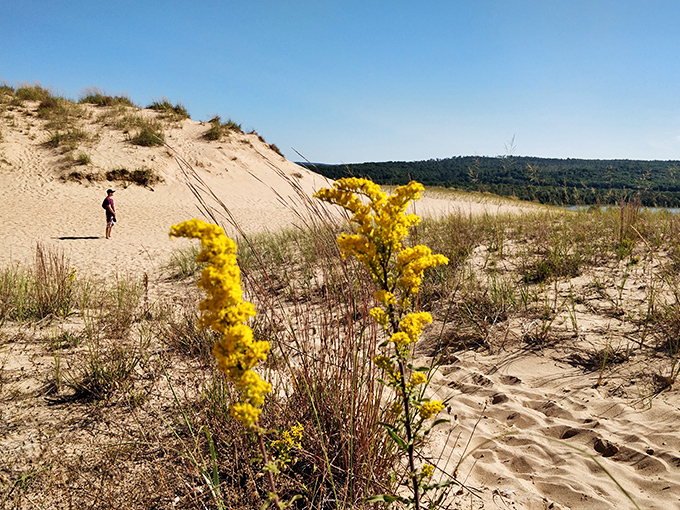 Delicate wildflowers somehow find life among the shifting sands, adding splashes of color to the golden landscape.