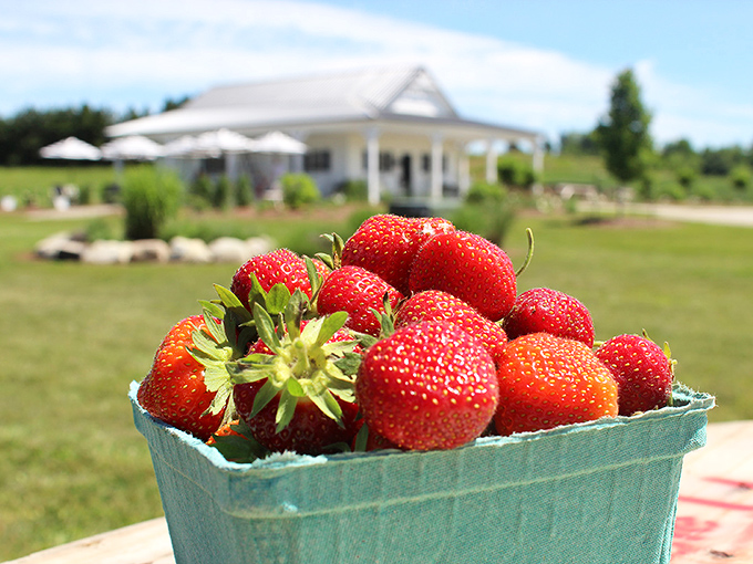 Summer's sweetest reward: Fresh-picked strawberries burst with flavor that makes grocery store versions taste like distant relatives.