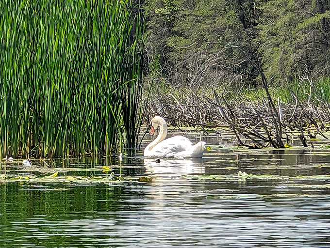 A regal swan glides through lily pads and reeds, adding a touch of elegant wildlife to Port Crescent's diverse natural attractions.
