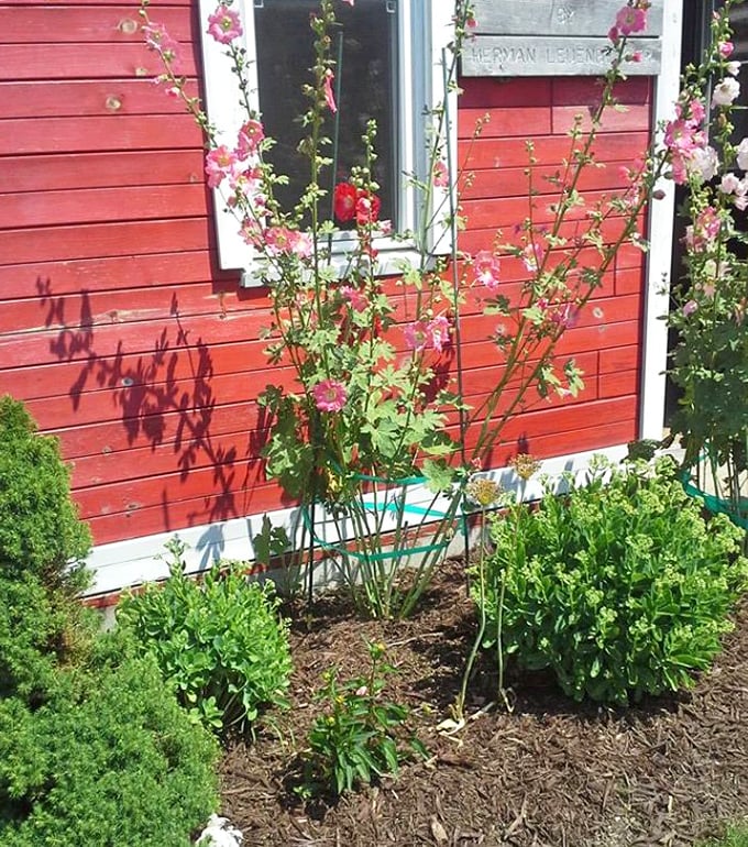 Heritage plants flourish beside the red schoolhouse, demonstrating how pioneers combined practicality and beauty in their limited garden space.