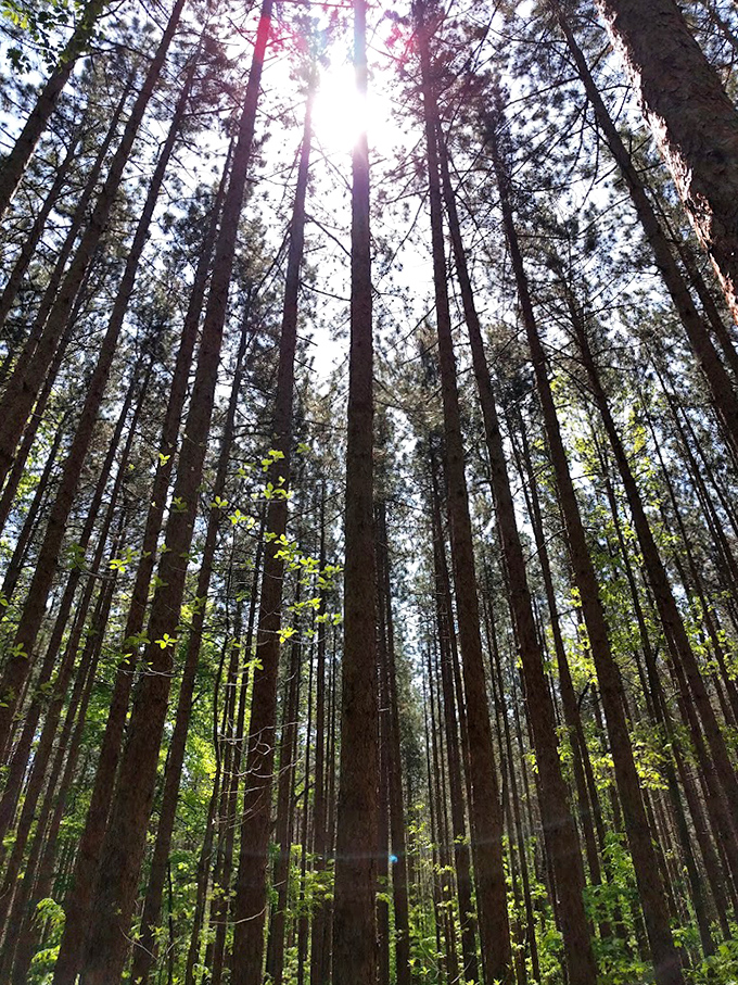 Standing beneath these towering pines makes you feel delightfully insignificant &ndash; nature's way of putting your inbox anxiety into perspective.