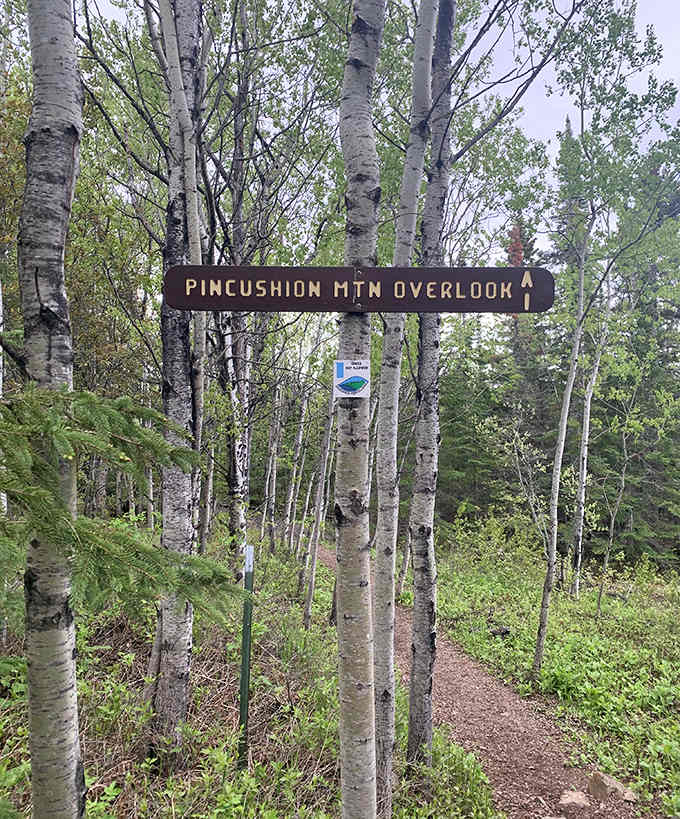Birch sentinels guide the way to Pincushion's crown jewel, their white trunks standing out against the northern forest.