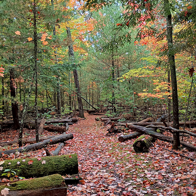 Autumn's carpet of leaves creates a path through the forest that practically begs for exploration. Follow the orange-brick road!