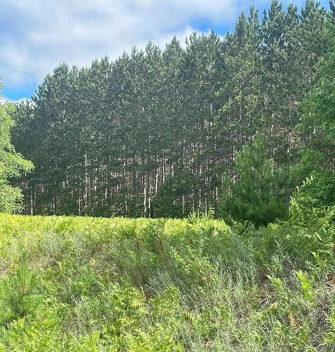 Pine forests create natural tunnels along the trail, offering shade, oxygen, and the occasional squirrel highway crossing.
