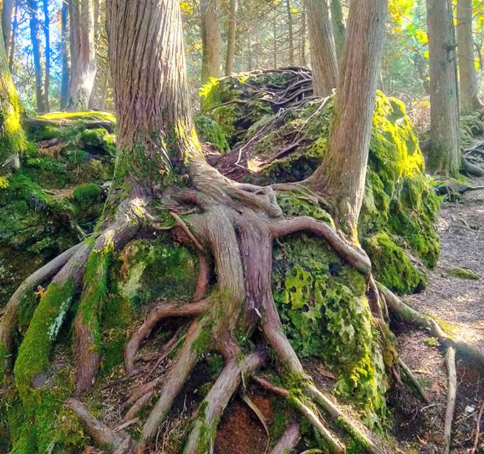 Nature's architecture on display: gnarled roots embrace moss-covered stones in a display that no human designer could improve upon.