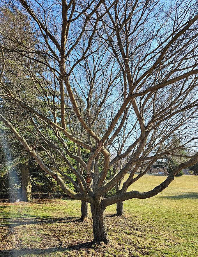 Even the uncarved trees play supporting roles in this natural theater, framing views and providing contrast to their transformed neighbors.