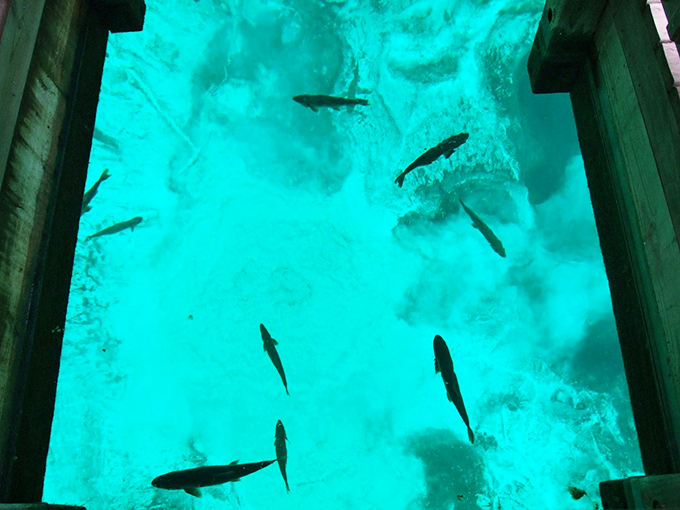 Trout swimming through crystal waters, living in the aquatic equivalent of a luxury high-rise with floor-to-ceiling windows.