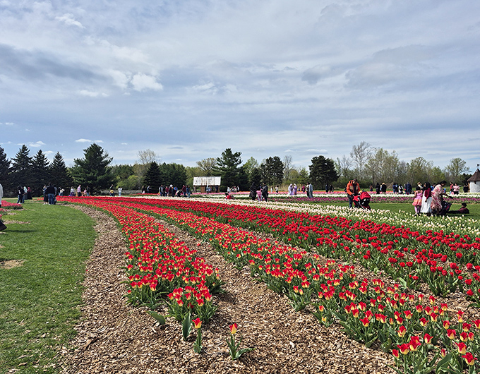 Spring brings its own magic to DeBuck's, with tulips painting the landscape in vibrant stripes that would make the Netherlands proud.