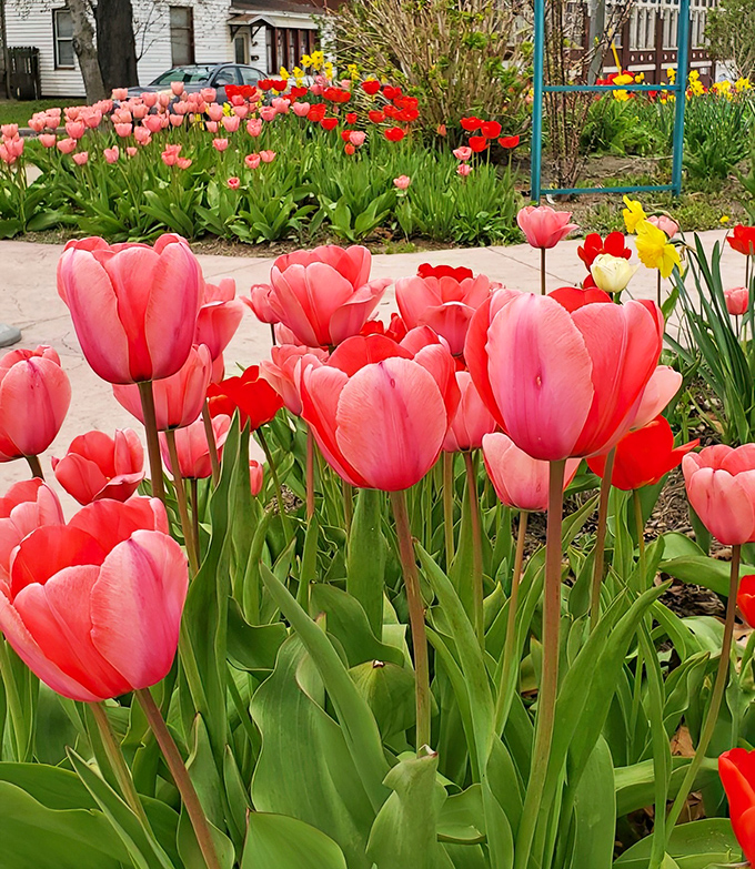 Tulips standing at attention, as if nature called a meeting and everyone showed up in their brightest outfits.