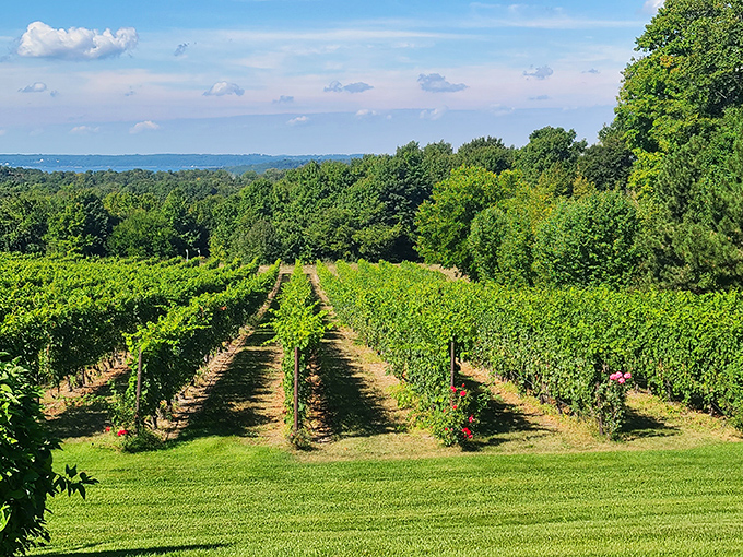 The vineyard view stretches toward the water, with neat rows of vines creating nature's most delicious geometric pattern.