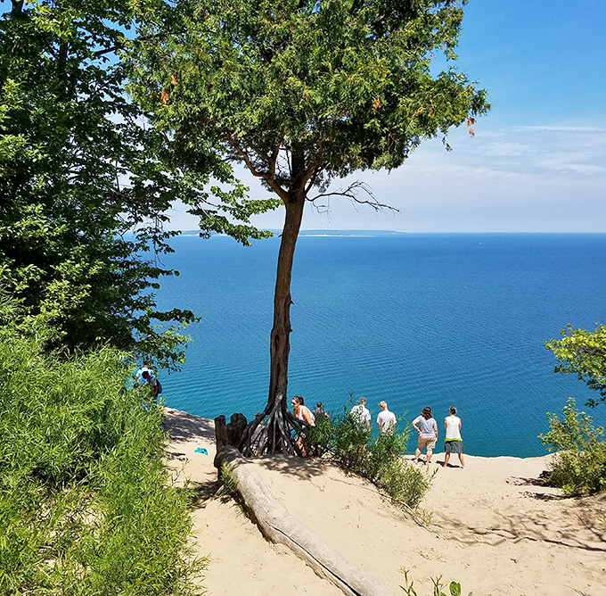 Visitors gather under this sentinel tree to contemplate Lake Michigan's vastness from their sandy perch.
