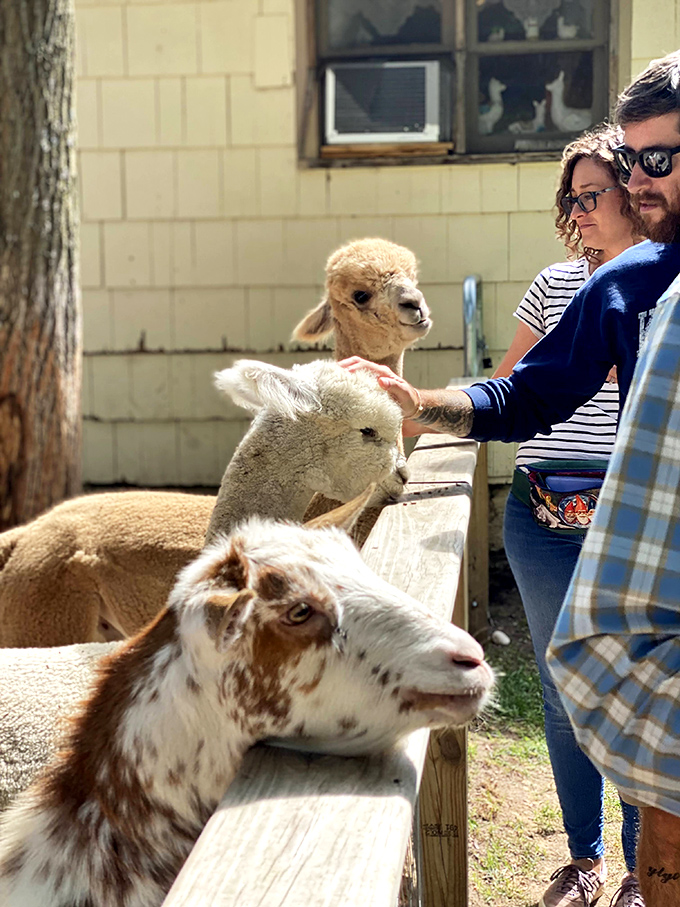 Visitors experience the joy of alpaca encounters, creating memories that last far longer than the farm dust on their shoes.