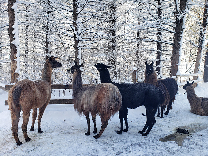 Winter wonderland with wool coats included. Minnesota's snowy season doesn't faze these hardy creatures who look even more majestic against the white backdrop.