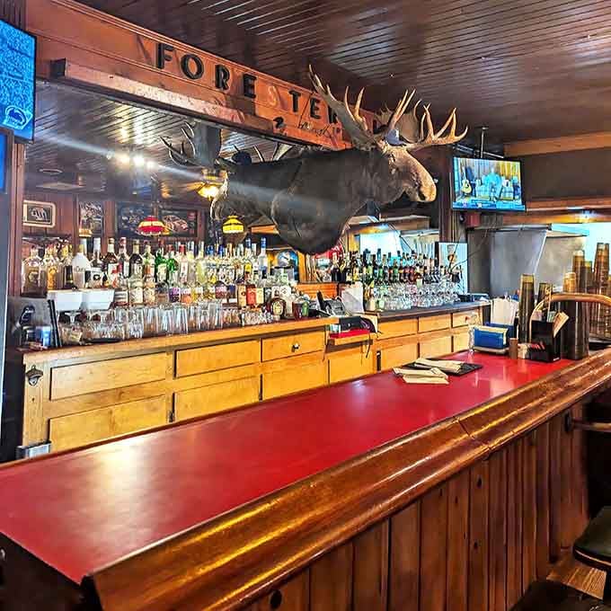 The bar's impressive moose mount watches over patrons like a woodland guardian spirit of good times.
