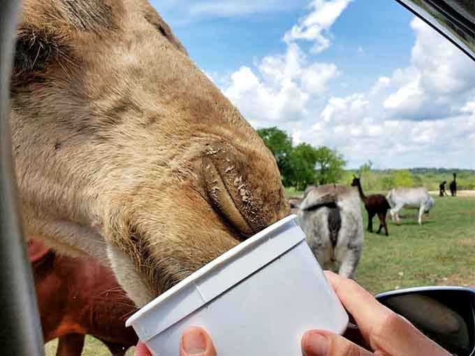 A visitor offers a treat to a camel, discovering that wildlife connections happen one cup of feed at a time.