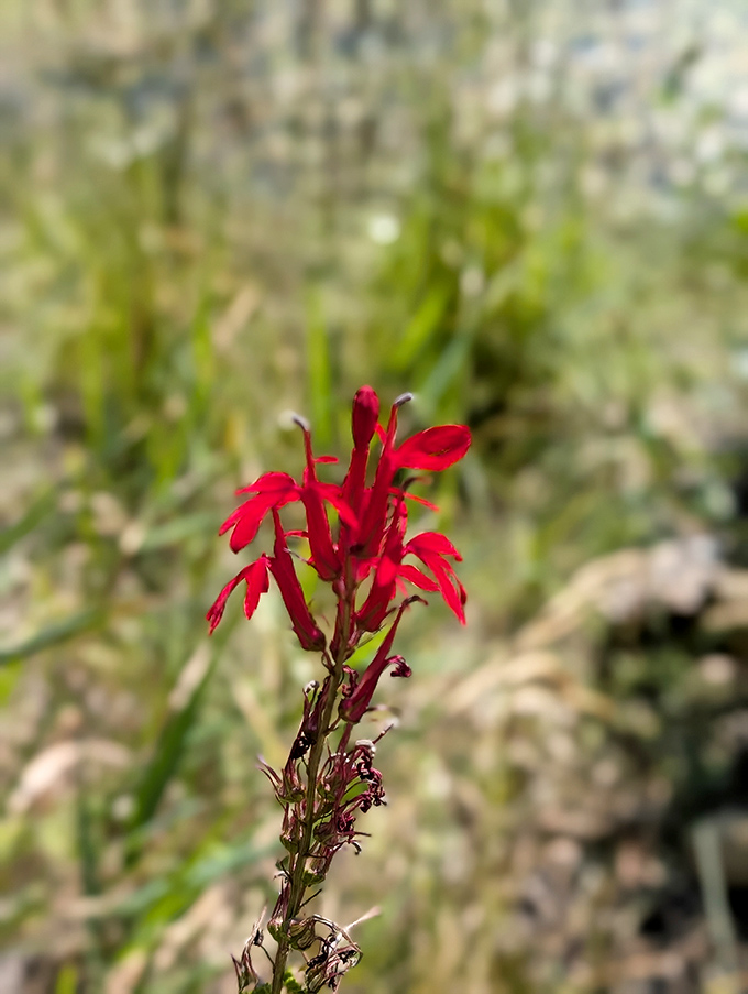 Cardinal flower: This vibrant wildflower brings a pop of crimson to the trail, like nature decided the forest needed a little lipstick.