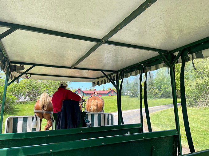 Two draft horses take a well-deserved breather between tours, their powerful frames silhouetted against the island's lush summer greenery.