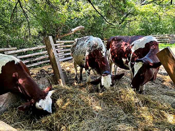 These heritage breed cows are living their best 19th-century lives, blissfully unaware of factory farming.