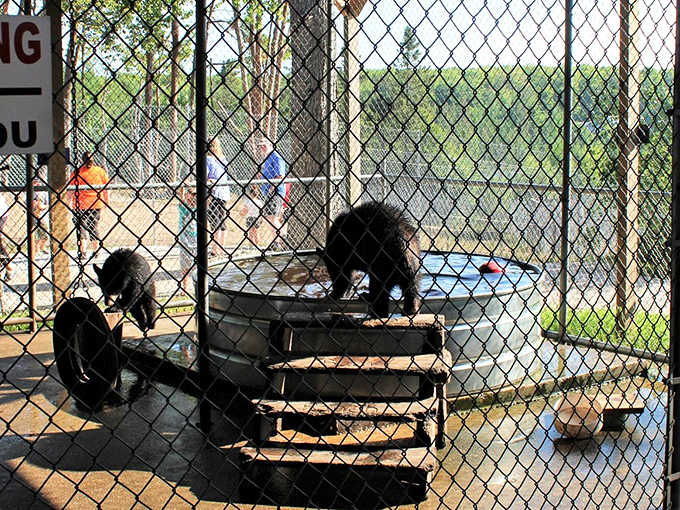 Playtime in the cub enclosure&mdash;where these powerful youngsters practice important skills like wrestling, climbing, and looking adorable.