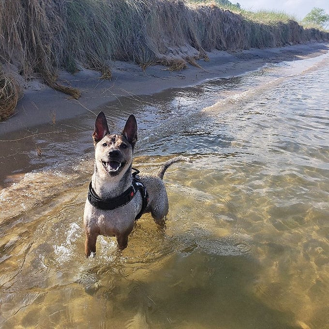 Pure joy has four legs and a wagging tail at the water's edge, where dogs discover the simple pleasure of splashing.